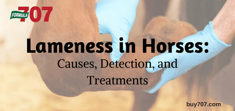 Lameness in Horses: Causes, Detection, and Treatments – Formula 707®