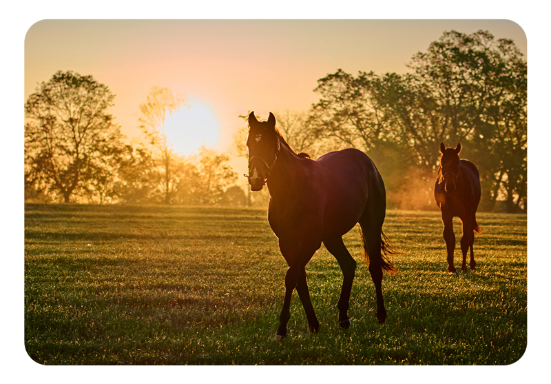 Hemp Pellets – Formula 707®